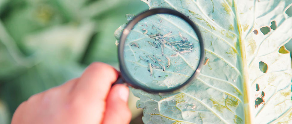 Effective Tips for Preventing Garden Pests and Insects