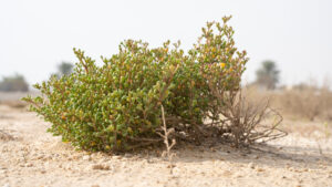 Native Plants of the UAE: A Rich Biodiversity Explored - Zar34