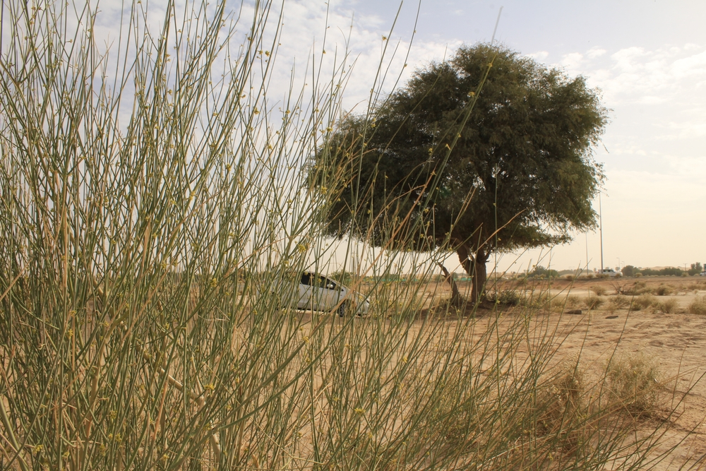 Native Plants of the UAE: A Rich Biodiversity Explored - Zar34