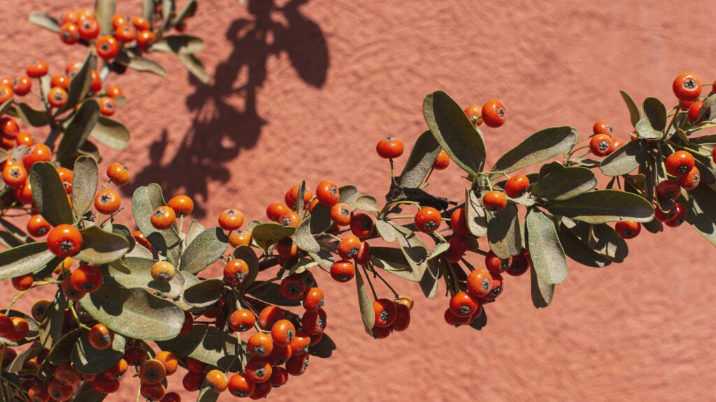 Native Plants of the UAE: A Rich Biodiversity Explored - Zar34