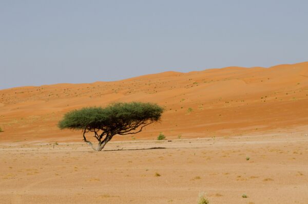 Native Plants Of The UAE: A Rich Biodiversity Explored - Zar34