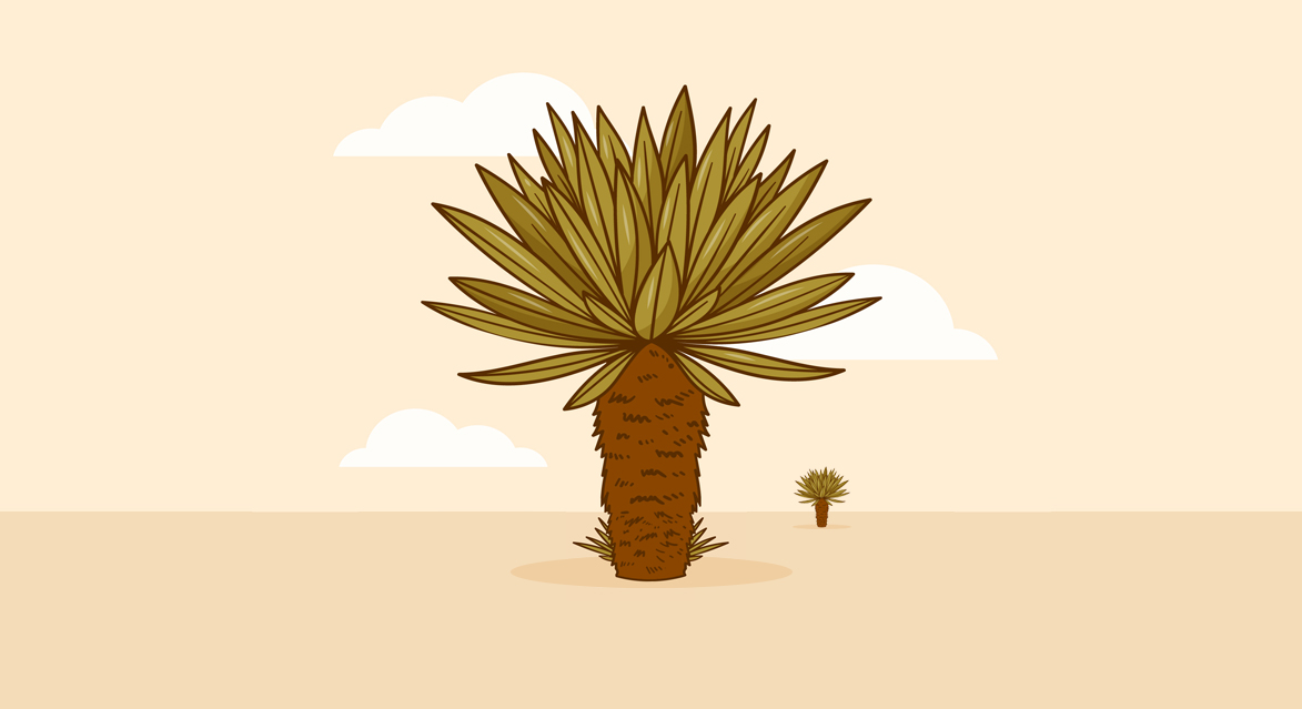 Know a little more about the Dracaena Serrulata! - Zar3