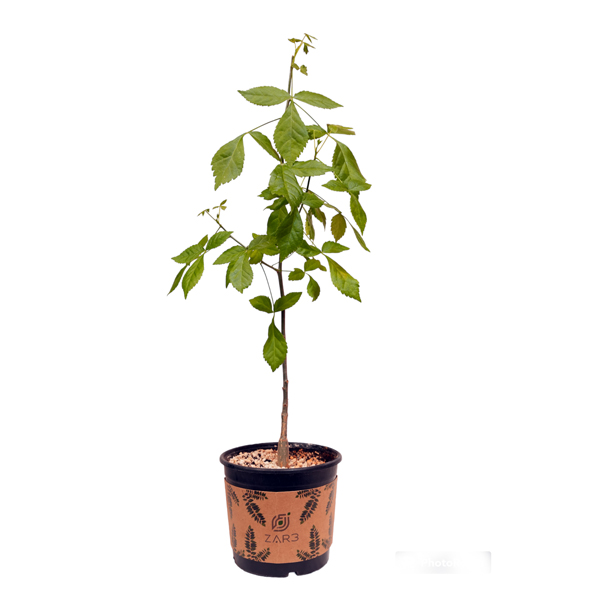 Commiphora Kataf In Dubai | Scented Myrrh | Buy Now