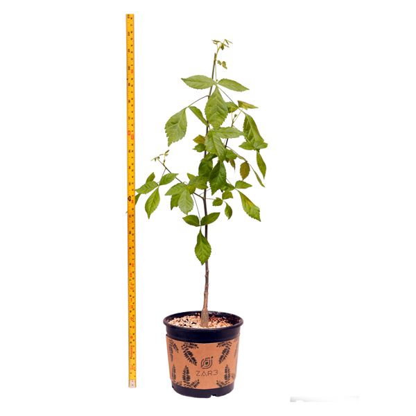 Commiphora Kataf In Dubai | Scented Myrrh | Buy Now