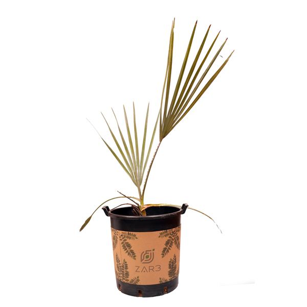 Hyphaene Coriacea | Lala Palm For Sale | Shop Now